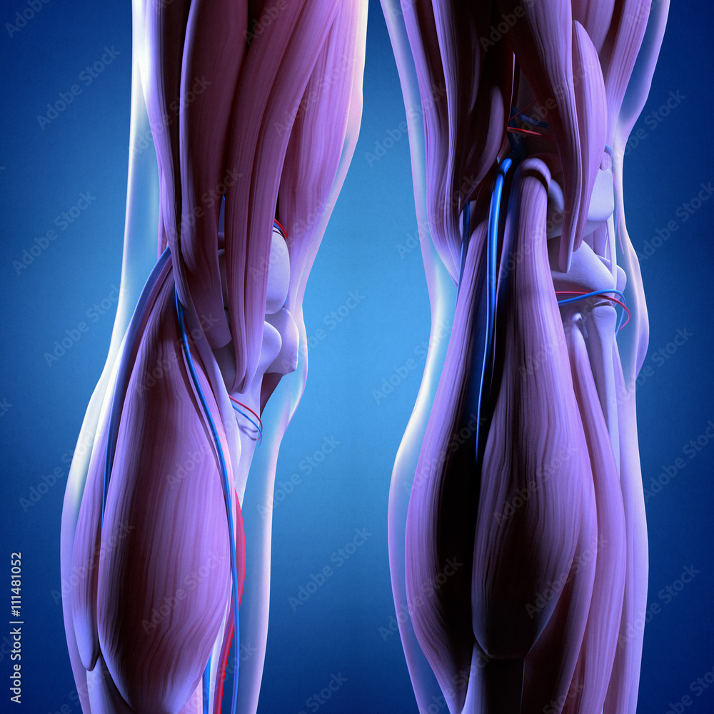Human anatomy. Back of legs, calf muscles, knees, pain. 3d illustration ...