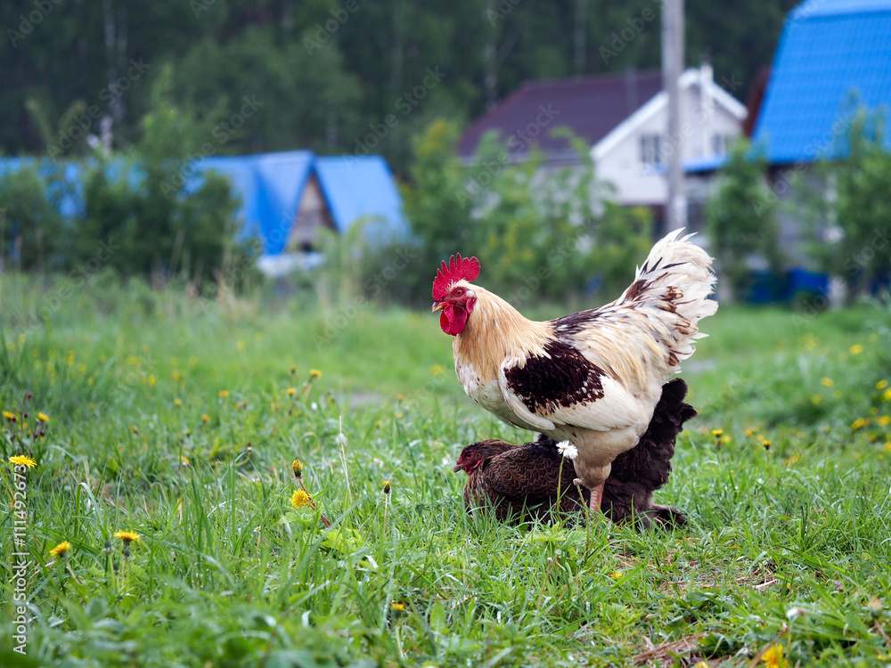 Rooster And Hen In Love
