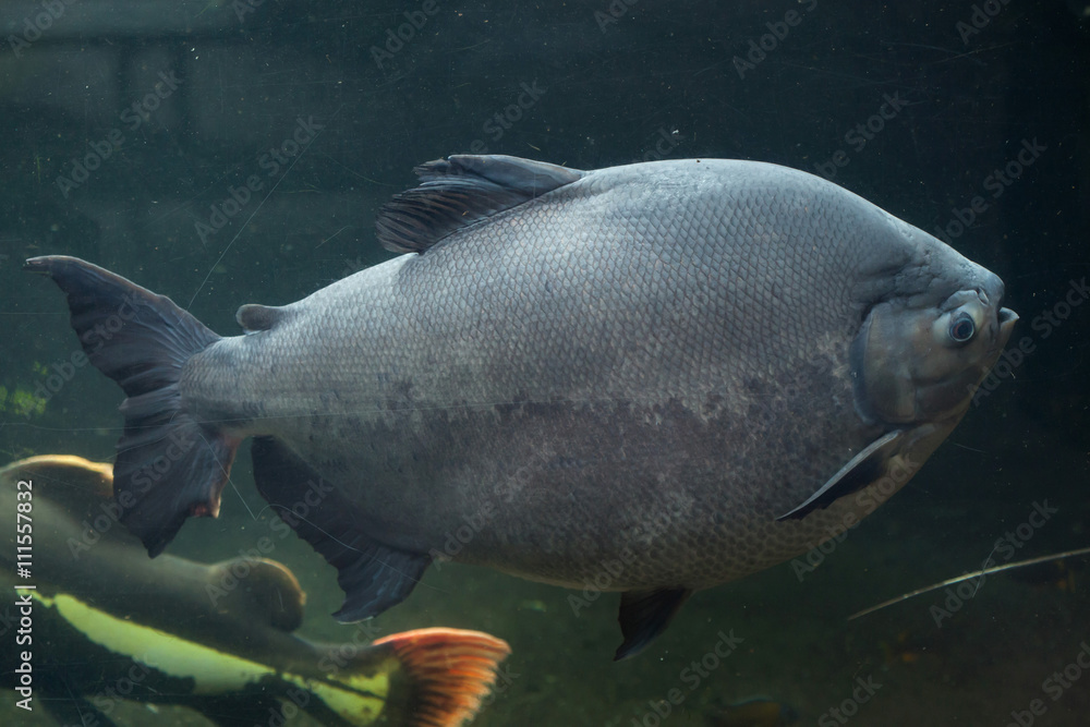 Tambaqui (Colossoma macropomum), also known as the giant pacu. Stock ...