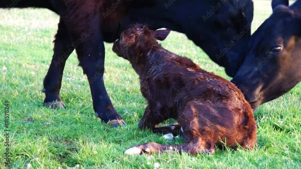 New born beautiful cute calf struggling to rise to its feet fifth ...