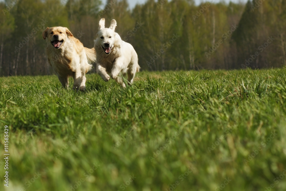 Poster two dogs Golden Retriever fun run – Wall Art | UkPosters