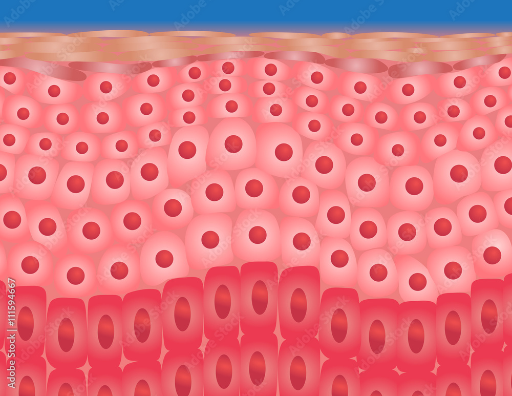 skin background vector , skin anatomy Stock Vector | Adobe Stock