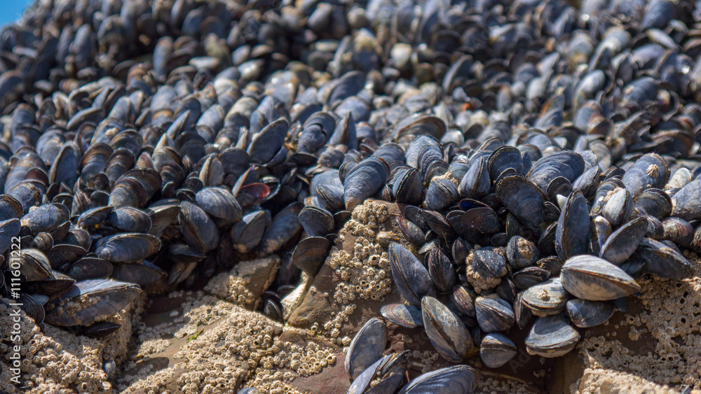 small sea muscles growing on rocks close to the ocean Stock-Foto ...