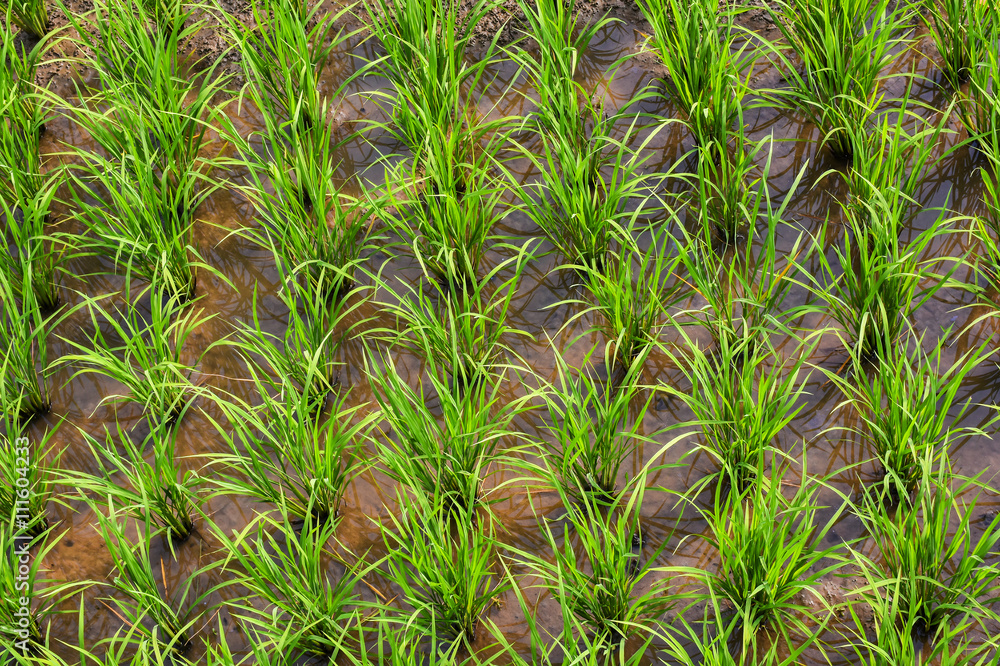 Rice field in Thailand. New crop of planting rice.Rice paddy field ...