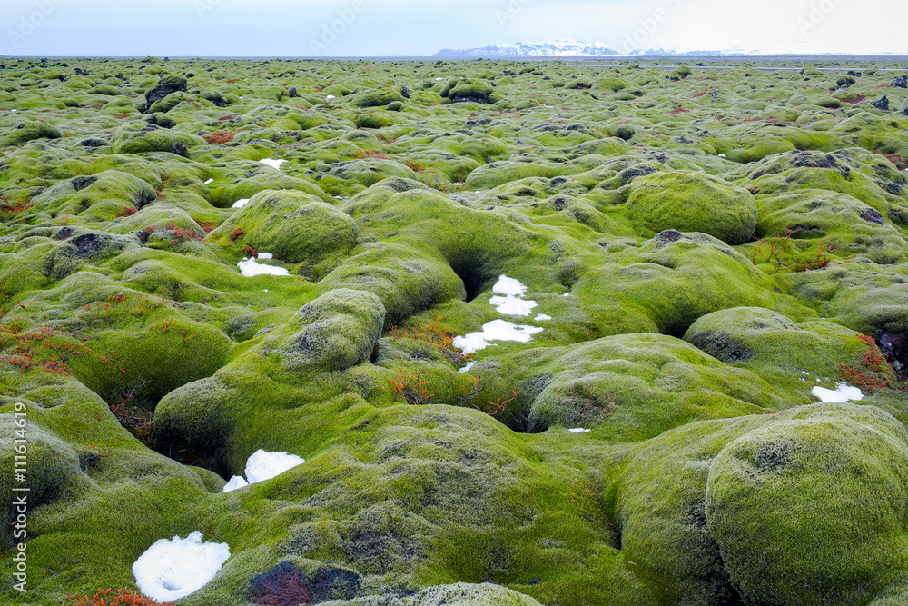 Iceland lava field covered with green moss Stock Photo | Adobe Stock