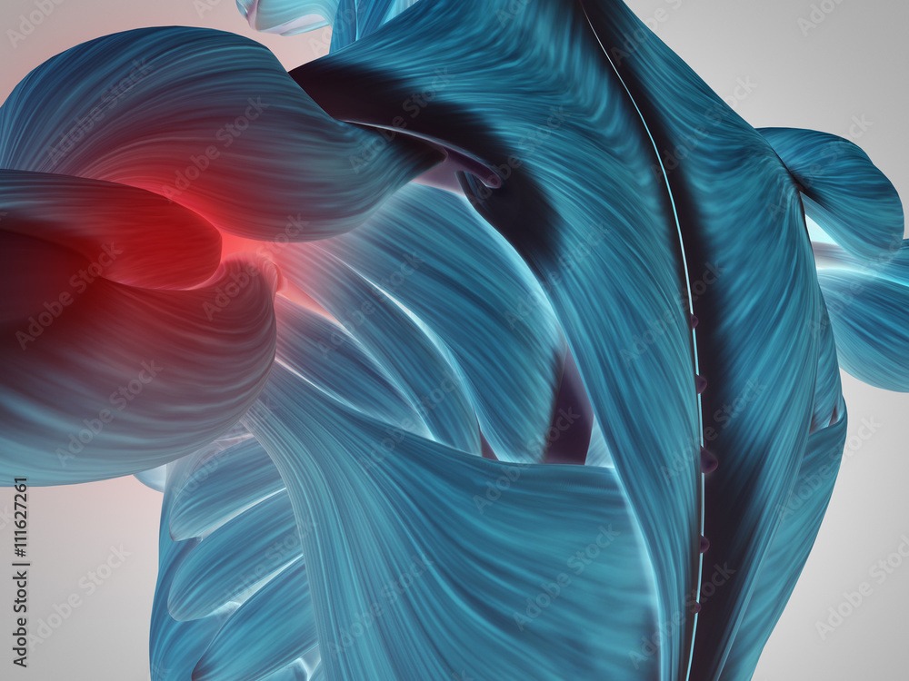 Human anatomy shoulder and back. 3d illustration. Stock Illustration ...