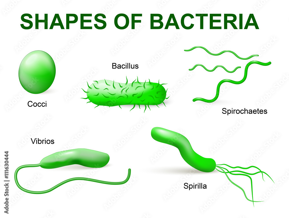 Póster Types of bacteria. Basic morphological differences between bacte ...