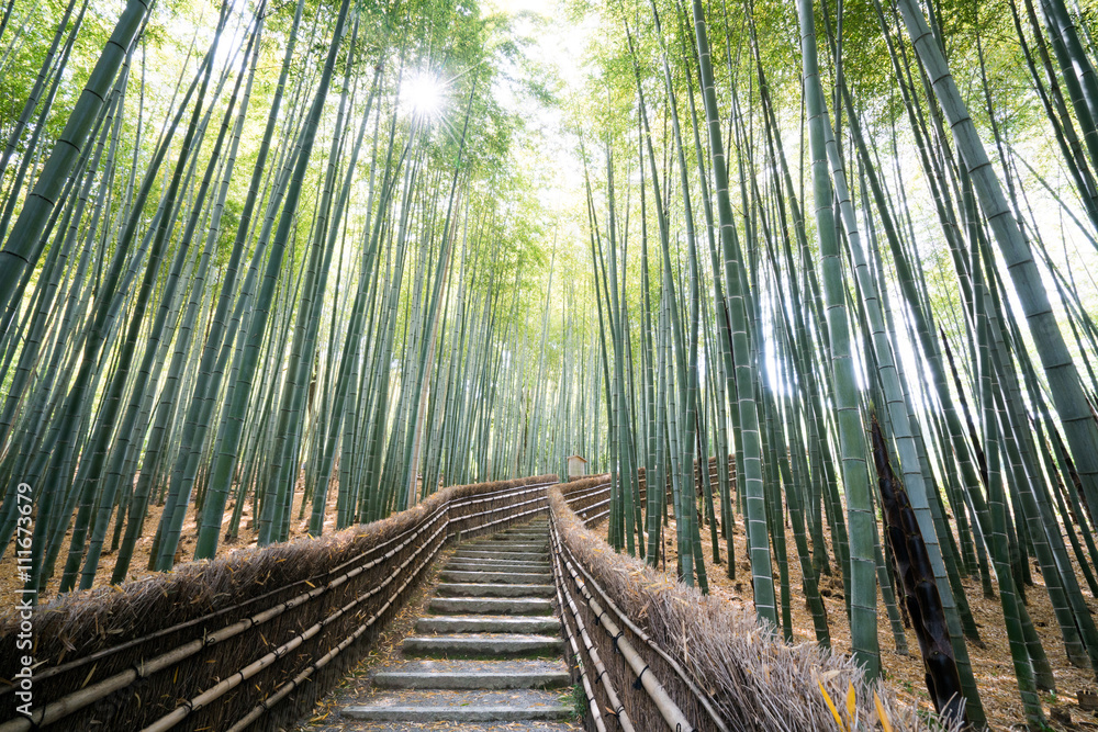 Bamboo forest at Adashinonenbutsu temple,tourism of kyoto,japan Stock ...