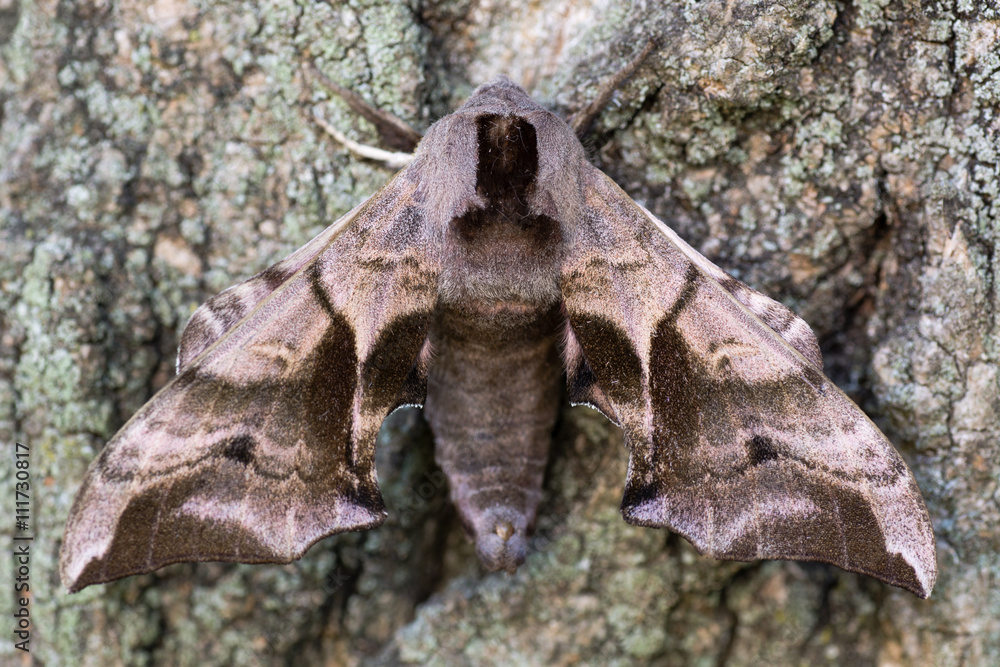 Eyed hawk-moth (Smerinthus ocellata) with hindwings hidden. Hawk moth ...