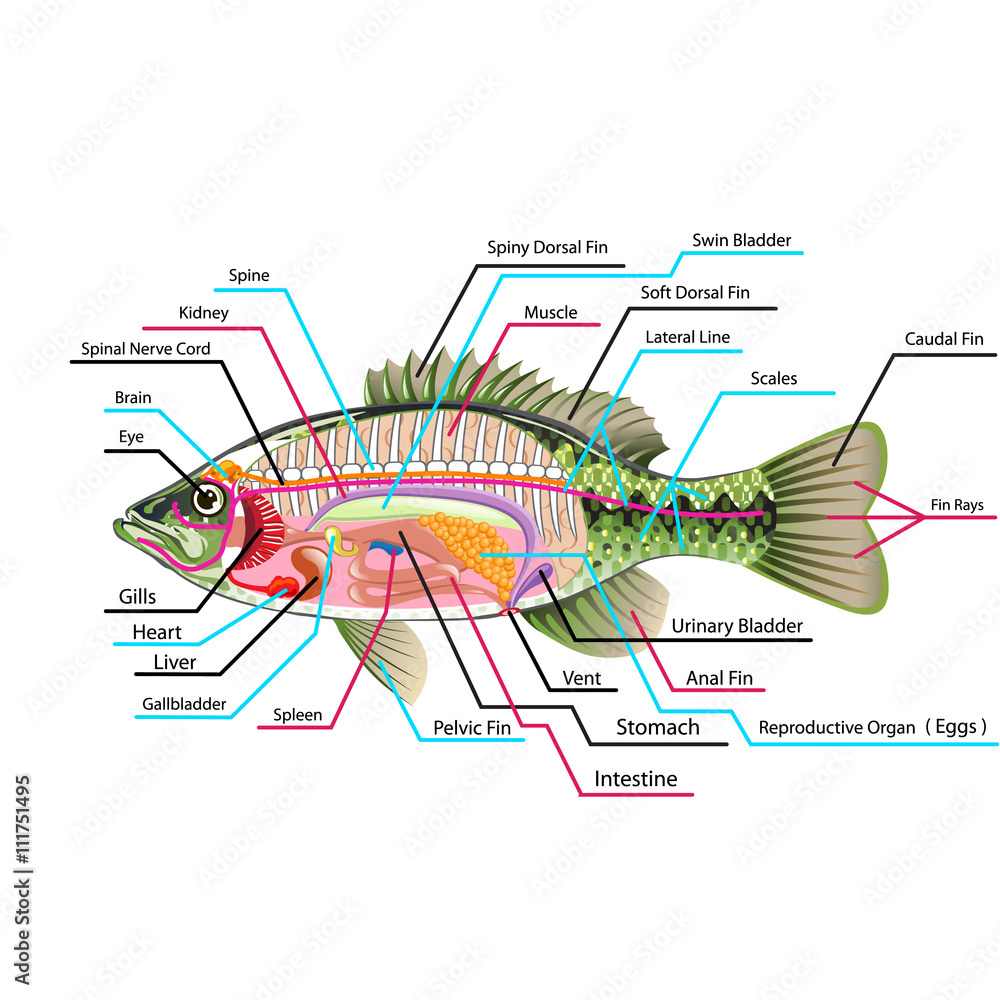 Fish internal organs Vector Art diagram Anatomy with Labels Stock ...