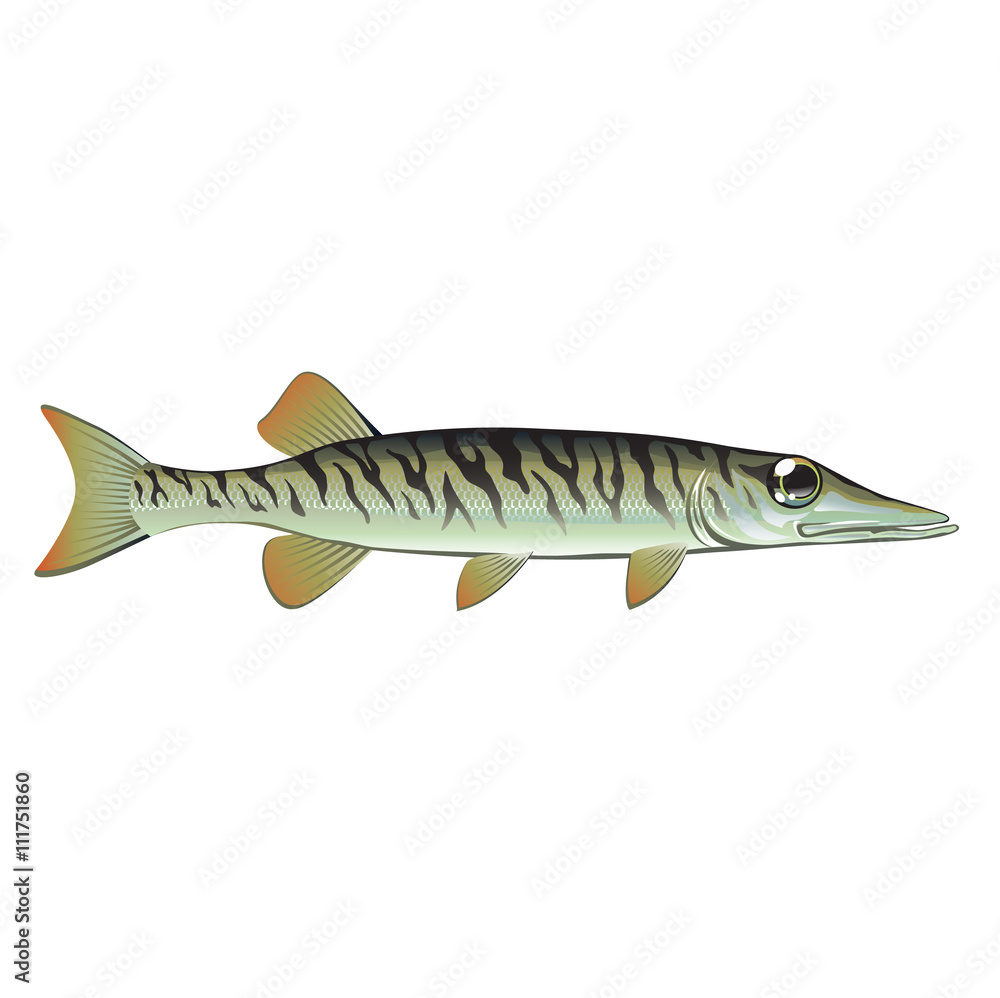 Tiny baby muskie Vector Art Fish Farm Stock Vector | Adobe Stock