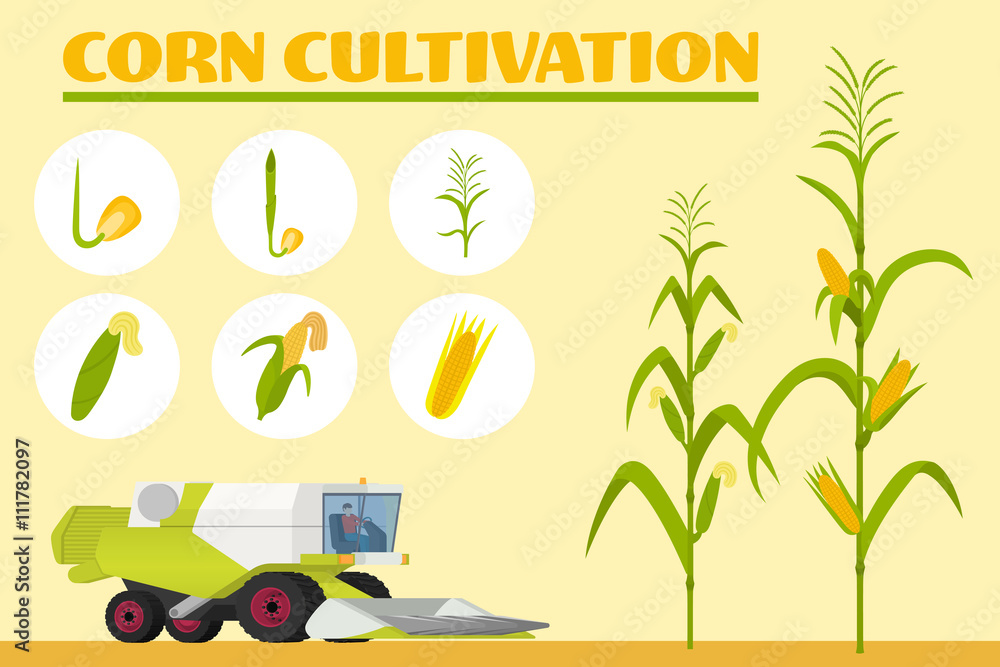 Infographics the growing corn. Growth stages from seed to adult plant ...