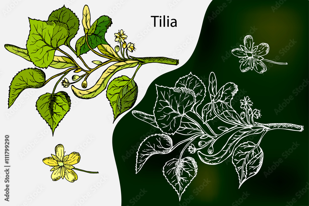 Linden. Tilia. Vector linden illustration. Hand drawn linden. Tilia ...