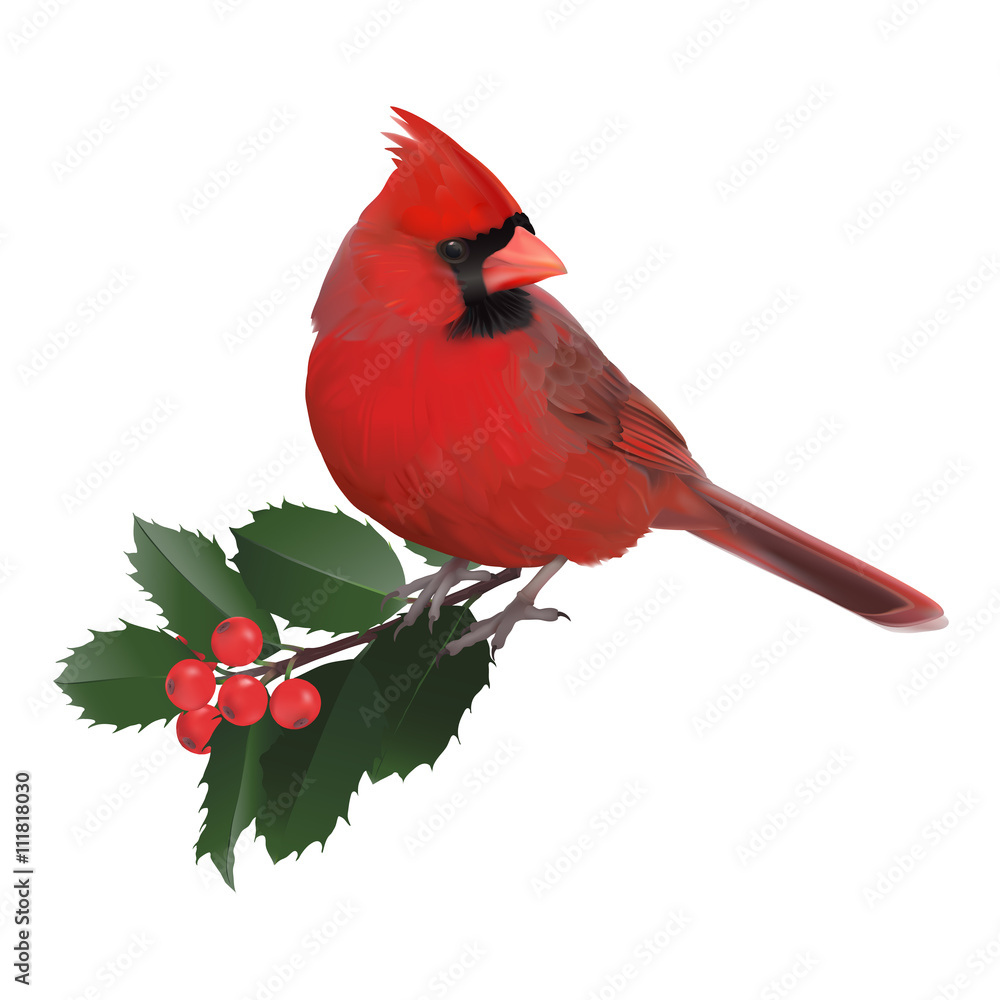 Northern Cardinal. Hand drawn vector illustration of a male Northern ...