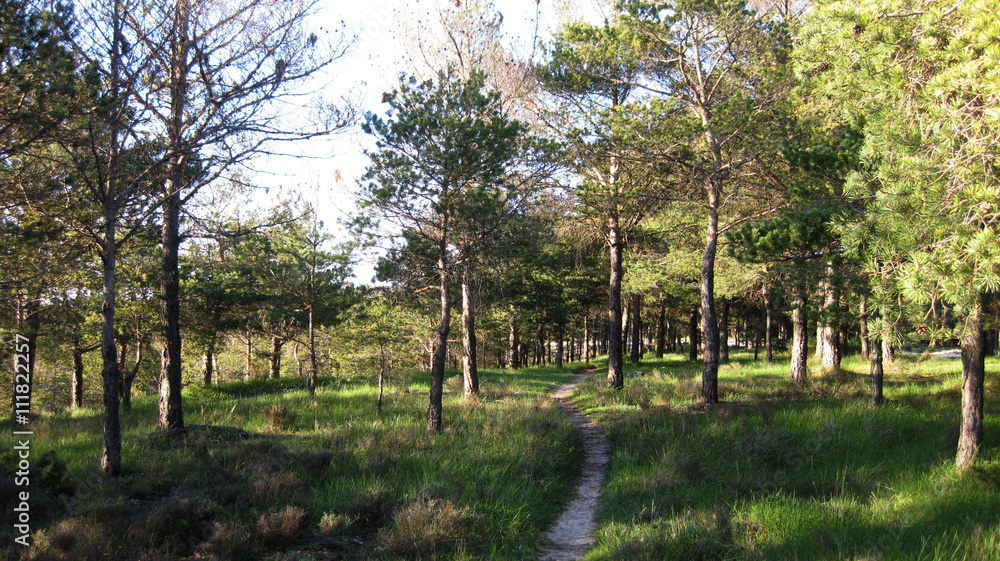 Pinares. foto de Stock | Adobe Stock