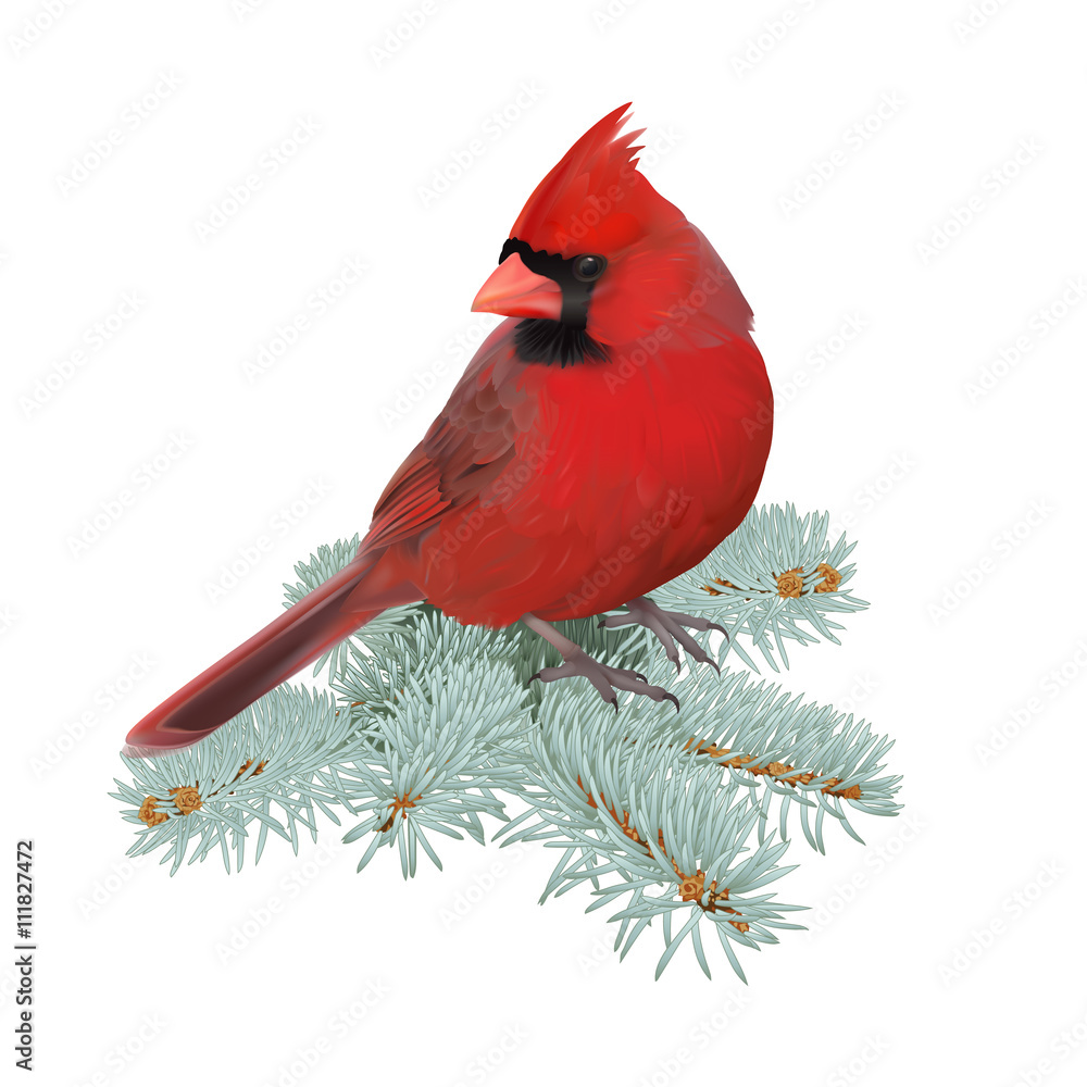Northern Cardinal. Hand drawn vector illustration of a male Northern ...