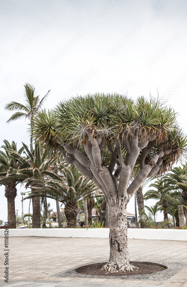 Drago árbol típico de Canarias.España foto de Stock | Adobe Stock