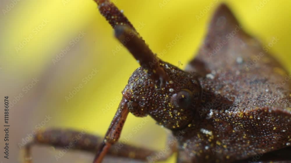 Insect Brush Your Paw its Proboscis. The insect head macro. The beetle ...