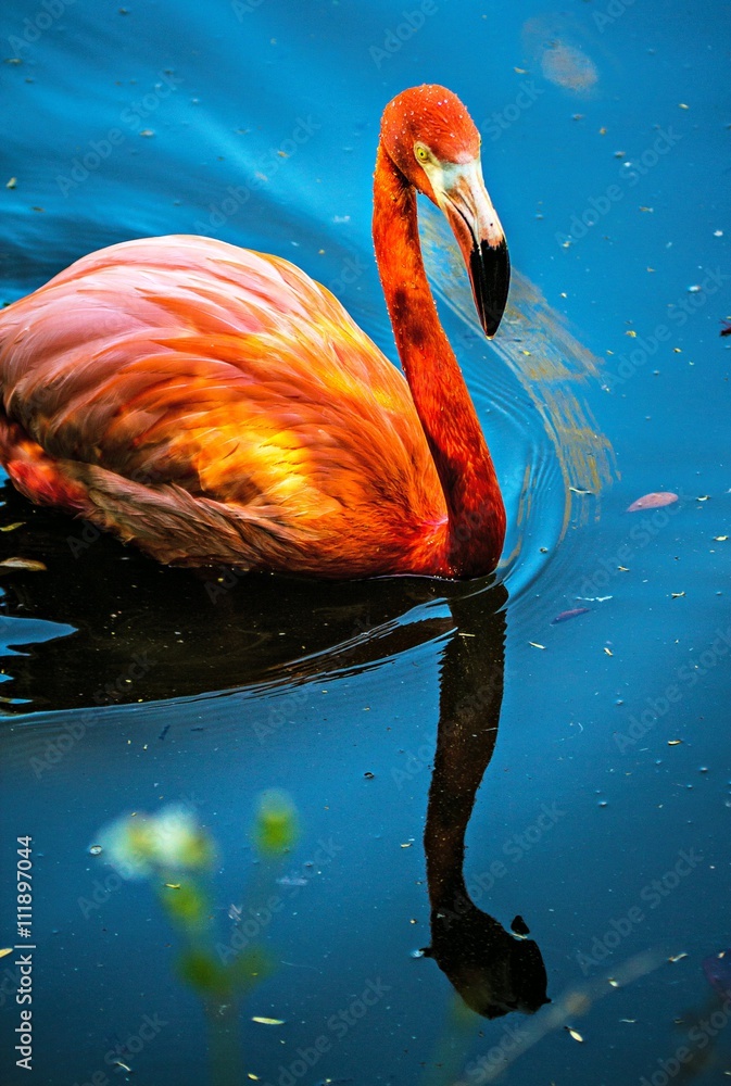 Flamingo Swimming