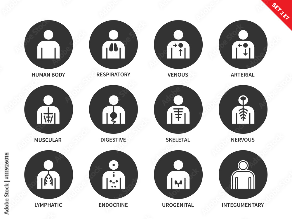 Human Anatomy and Body Systems vector icons set. Stock Vector | Adobe Stock