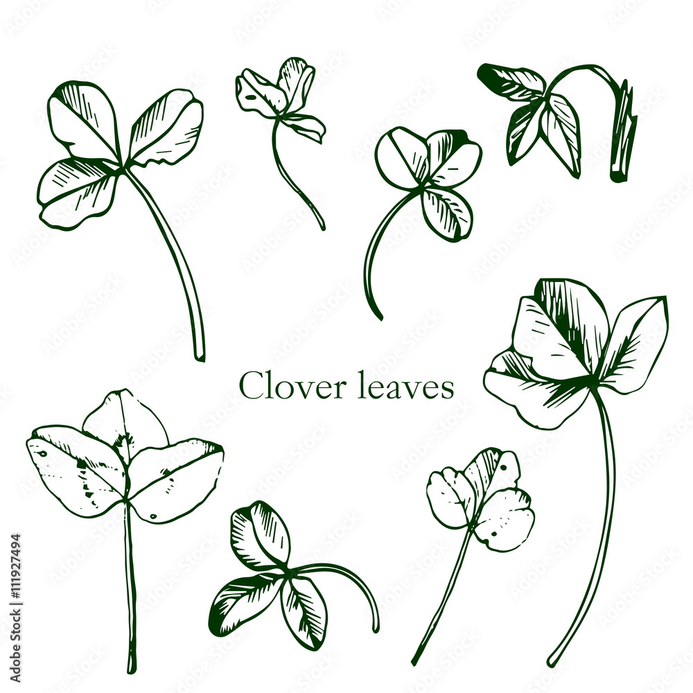Set of ink drawing clover leaves Stock Vector | Adobe Stock