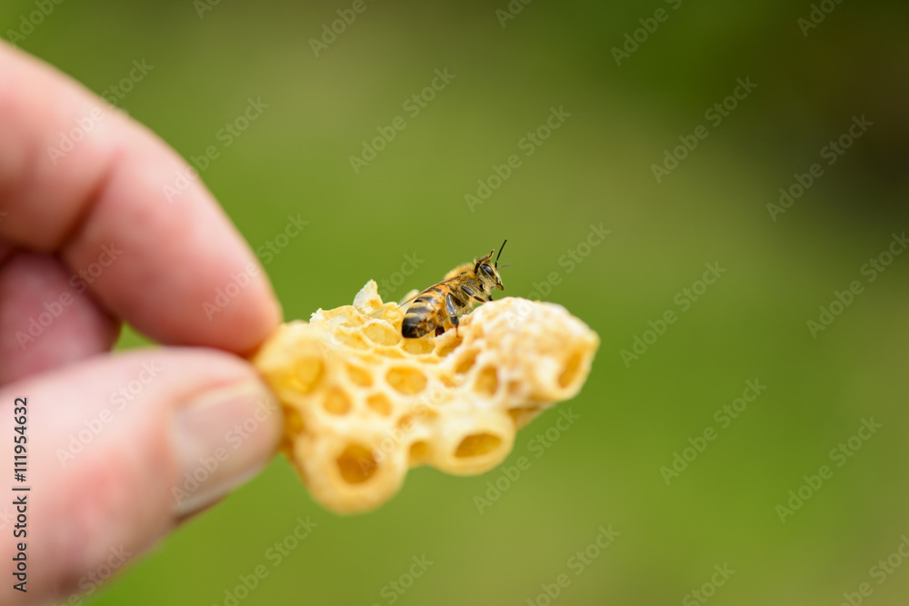 Honigwabe aus Wildbau mit Biene Stock Photo | Adobe Stock