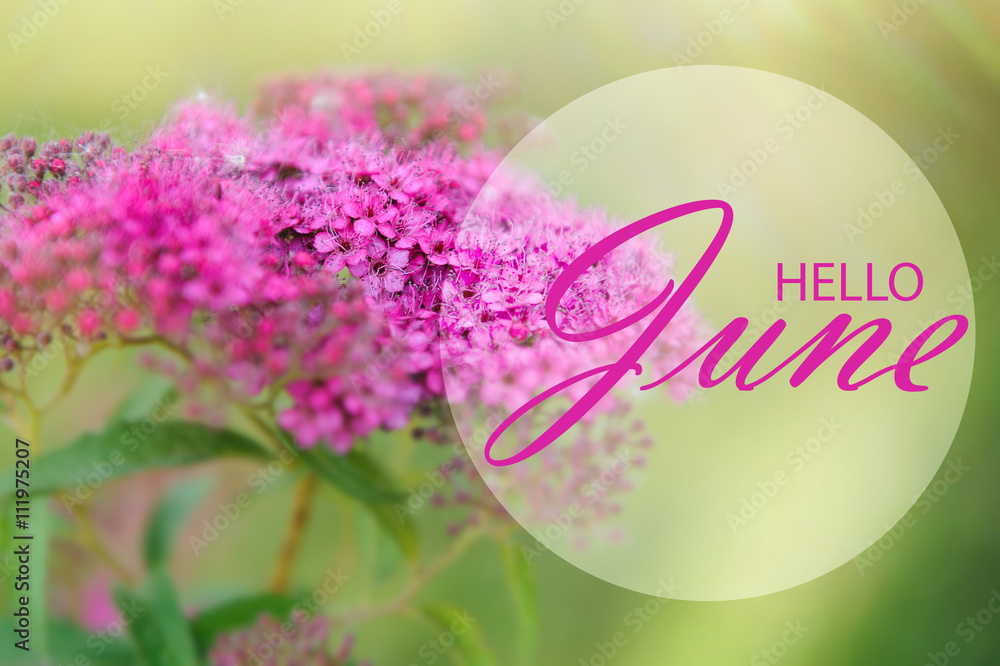 Hello June wallpaper, summer garden background. June text with flowers ...