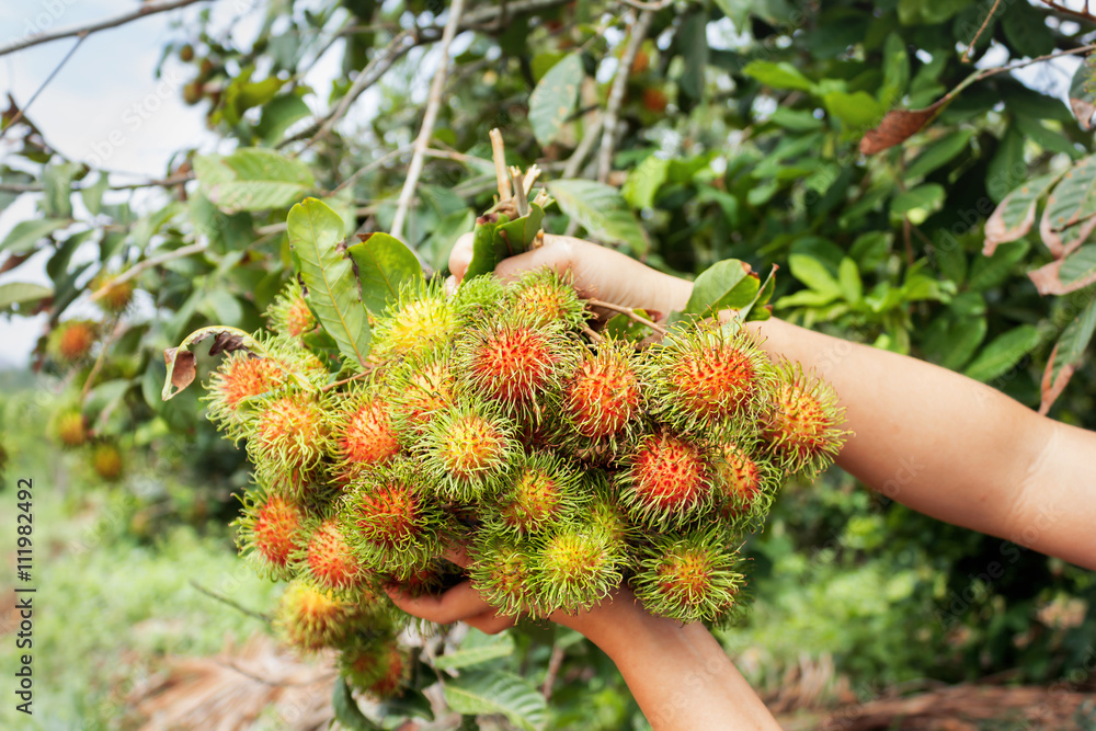 Hand and fruit rambutan bunch botanic fresh from farm garden and ...