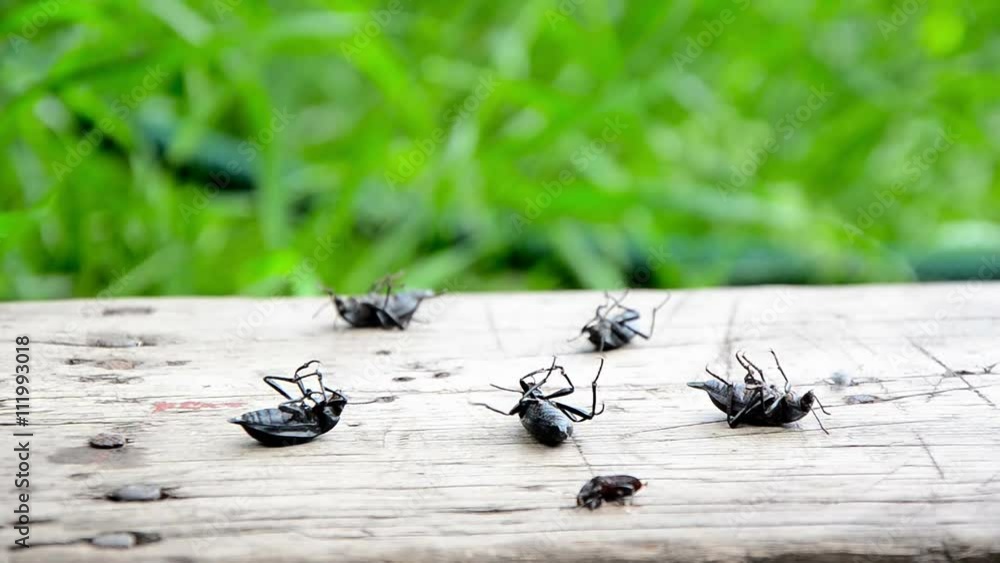 Many of the dead black beetles. Exposure to poison beetles Stock Video ...