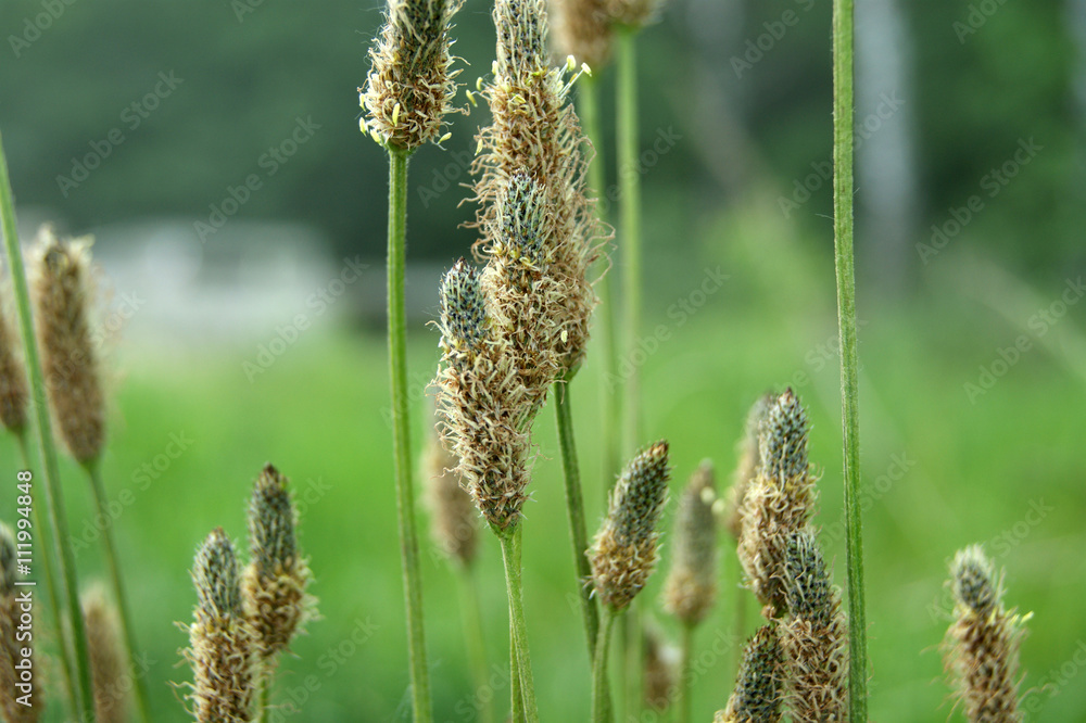 Plantago lanceolata is a species of flowering plant in the plantain ...