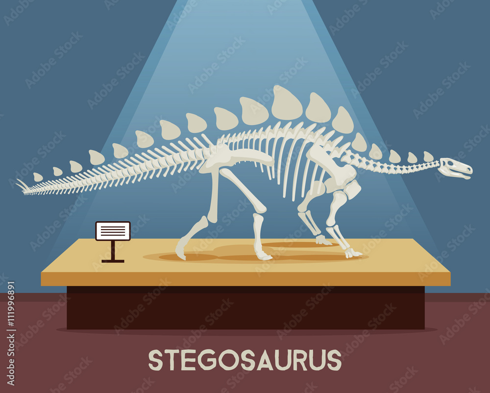 Stegosaurus bones skeleton in museum exhibition. Vector flat cartoon ...
