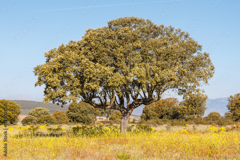 Quercus ilex. Encina. Stock Photo | Adobe Stock
