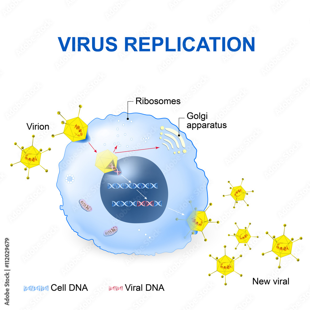 Virus Replication. Vector illustration Stock Vector | Adobe Stock