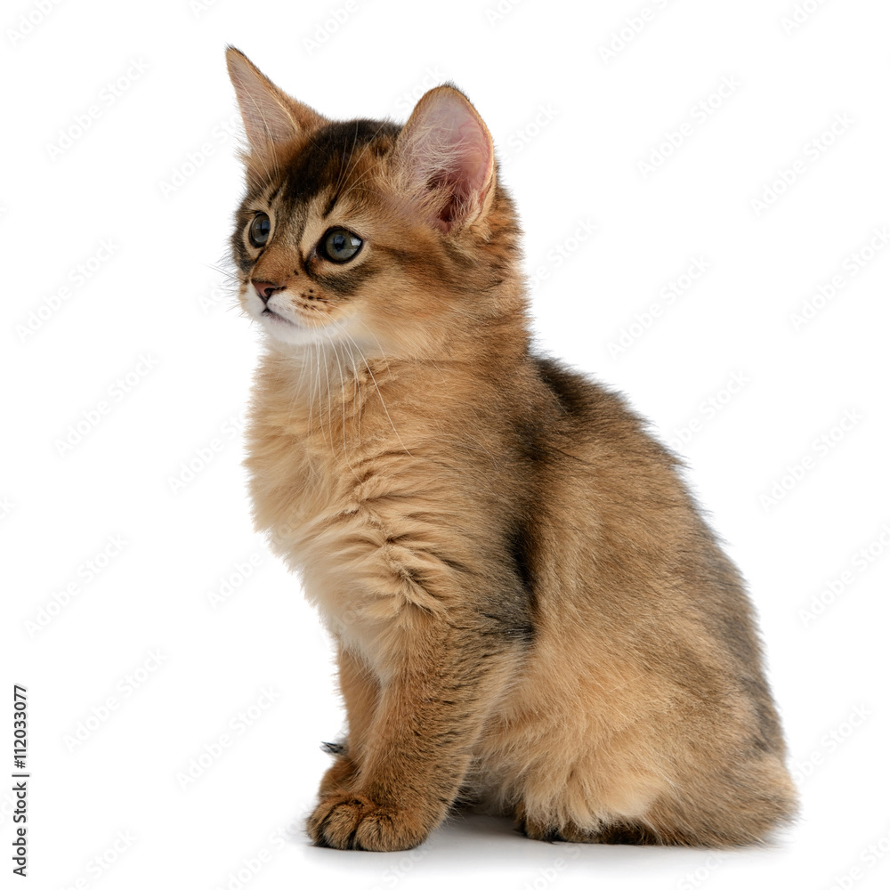 Somali Cat Kitten