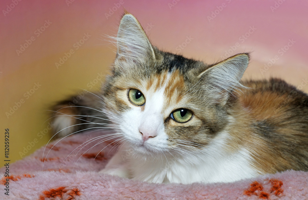Calico cat sitting on a dirty pink blanket with yellow and pink ...
