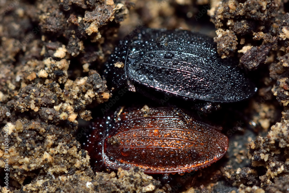 Black snail beetle (Silpha atrata) colour forms. Insects in the family ...
