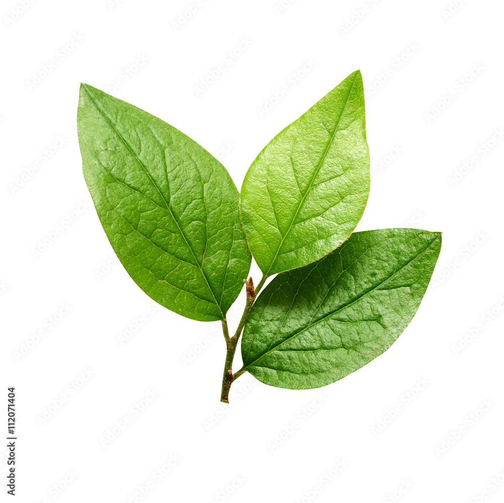 Small green leaves Stock Photo | Adobe Stock