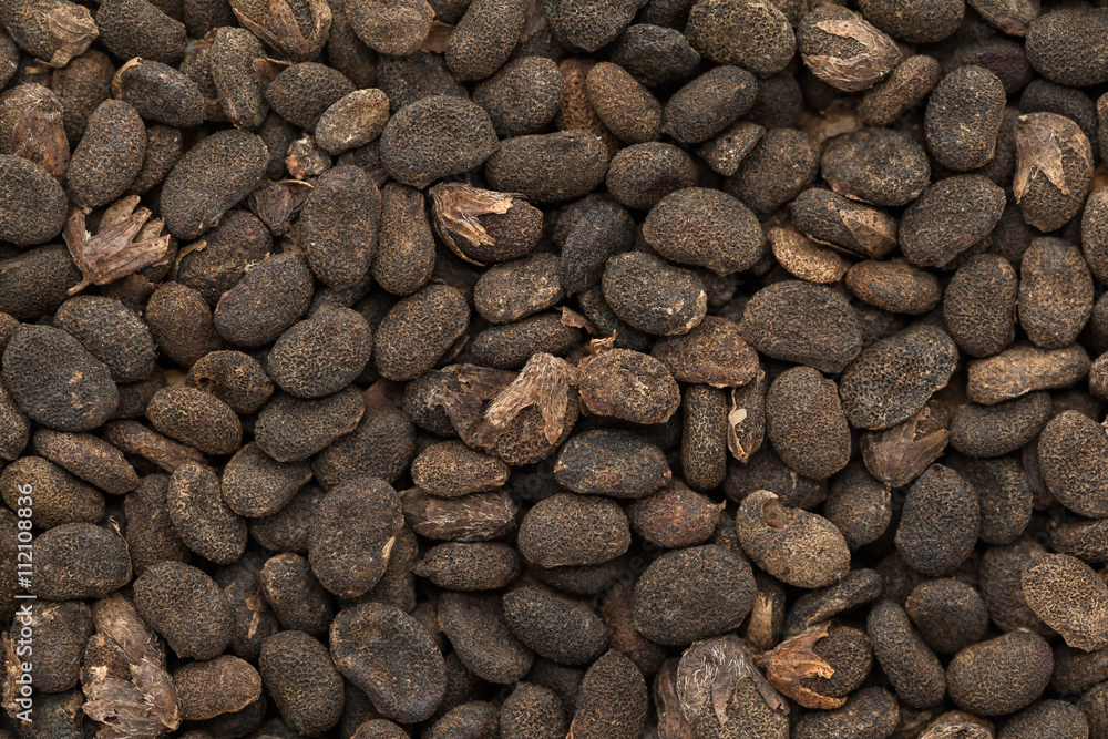 Organic dry Babchi Seeds (Psoralea corylifolia). Macro close up ...