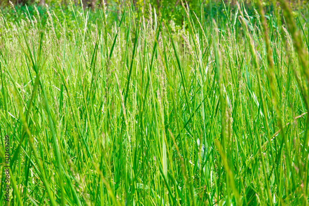 Tall Grass Pattern