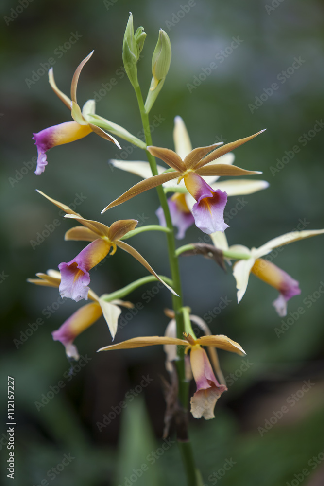 Phaius tancarvilleae. Orchid plant in a park in Barcelona. Stock Photo ...