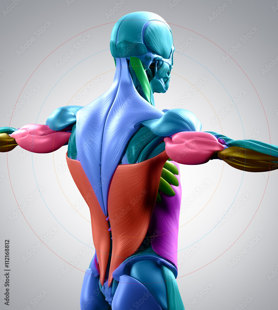 Human anatomy muscle groups. Muscle layout and location shown in ...