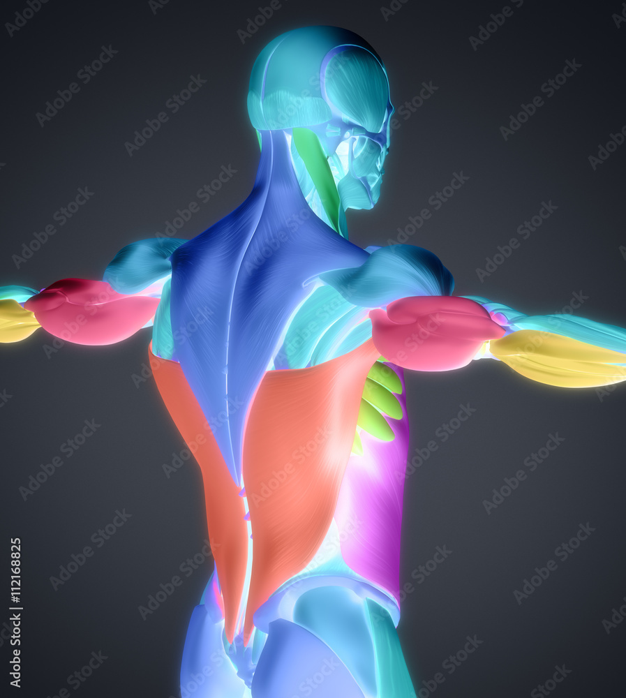 Human anatomy muscle groups. Muscle layout and location shown in ...