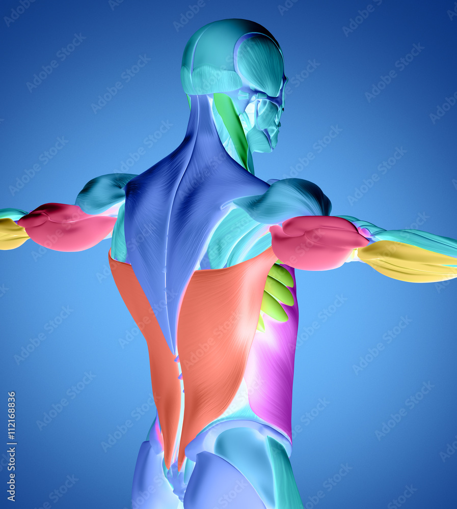 Human anatomy muscle groups. Muscle layout and location shown in ...