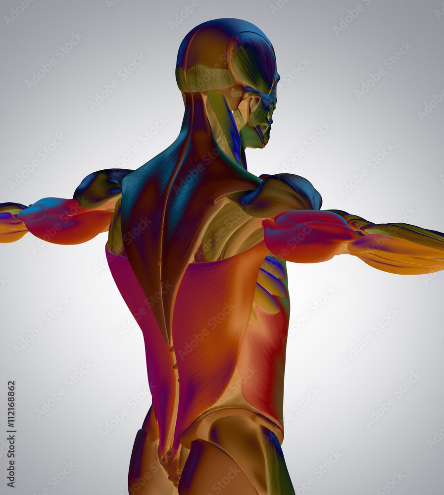 Human anatomy muscle groups. Muscle layout and location shown in ...