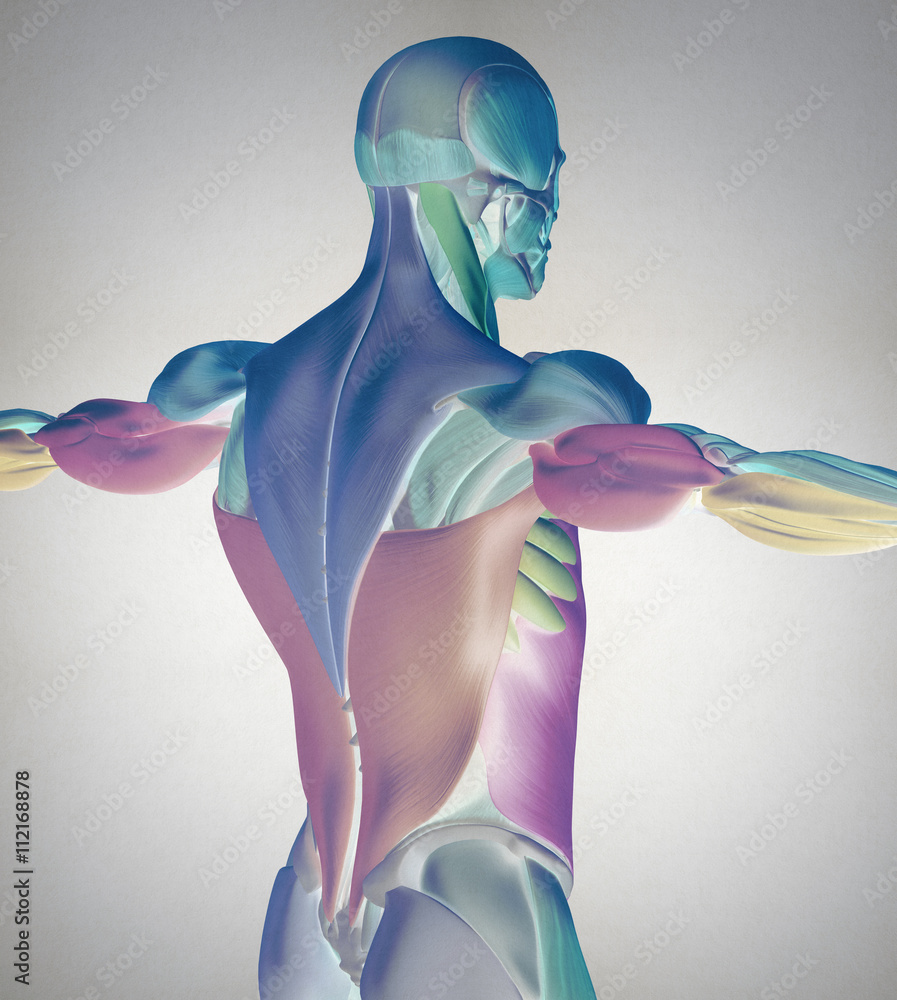 Human anatomy muscle groups. Muscle layout and location shown in ...