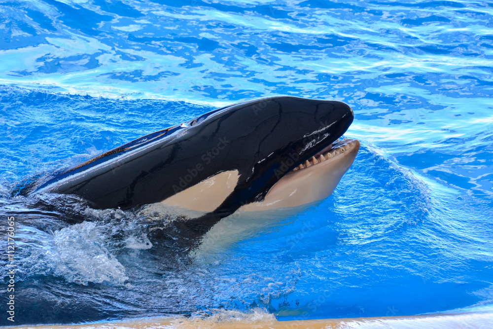 Mammal Orca Killer Whale Fish Stock Photo | Adobe Stock