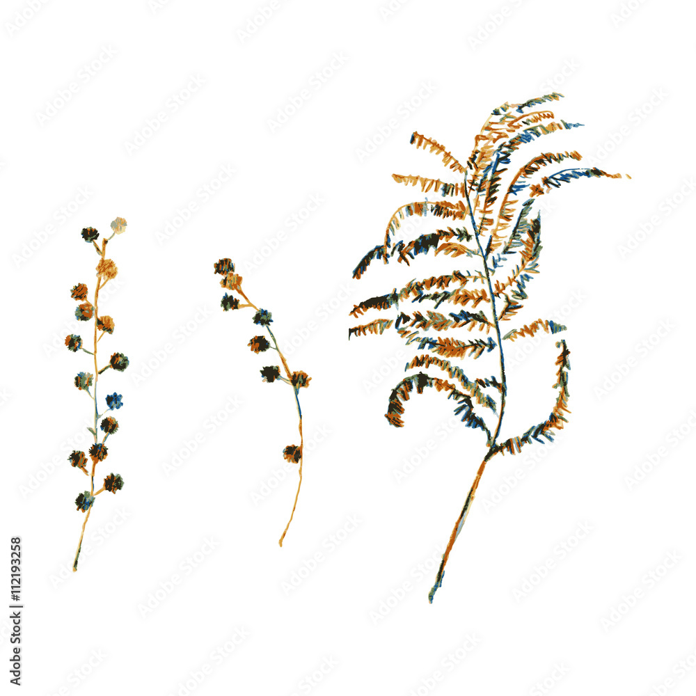 Mimosa flowers, hand draw vector illustration isolated on white ...