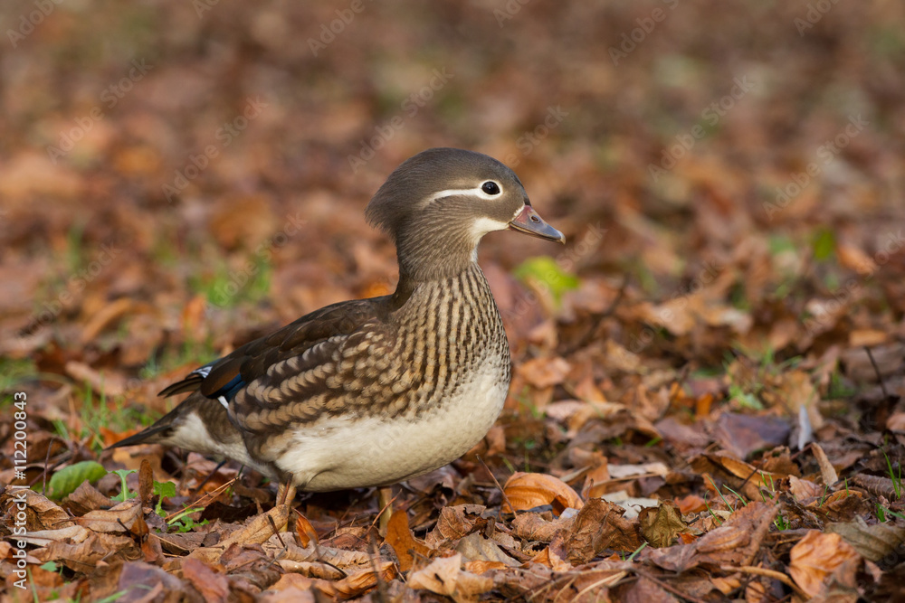 Female mandarin duck (Aix galericulata), Lazienki park, Warsaw Stock ...