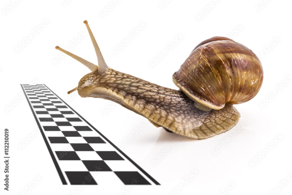 Garden snail (Helix aspersa) approaching the finish line on white ...