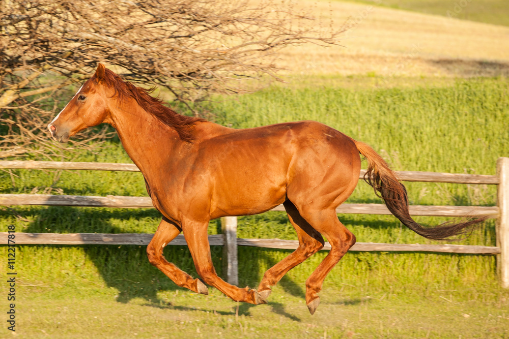 Chestnut Thoroughbred Stallion